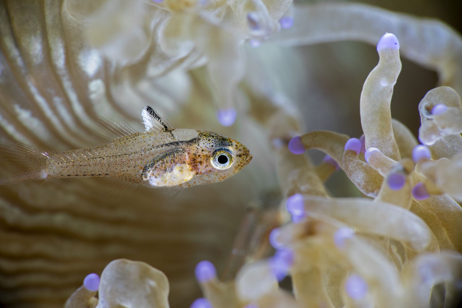 Underwater Photographers Worldwide