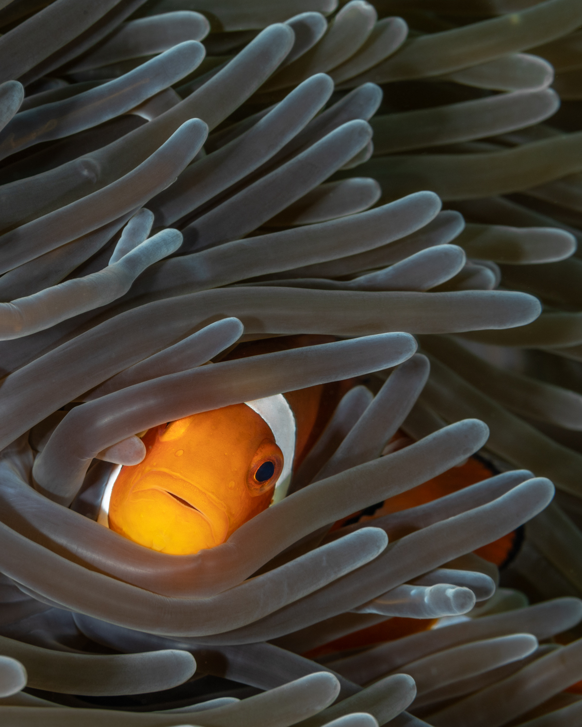 Underwater Photographers Worldwide